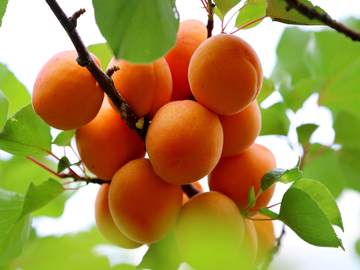 Top 5 Fruit Trees for a Garden in Eastern Europe and Russia ...