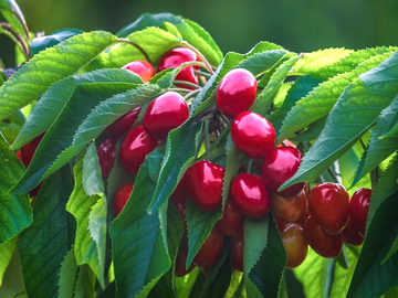 Top 5 Fruit Trees for a Garden in Eastern Europe and Russia ...