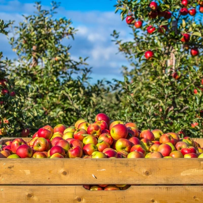 Top 5 Fruit Trees for a Garden in Eastern Europe and Russia ...